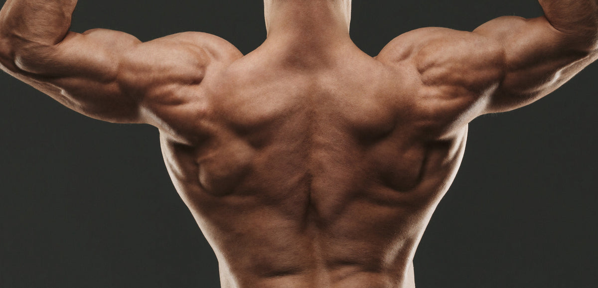 The Top 5 Compound Back Exercises – EC Sports Supplements